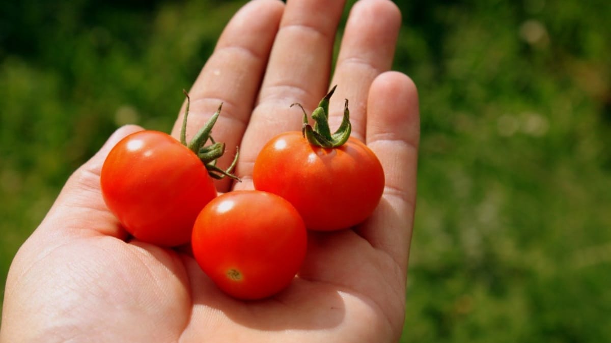 Cherry tomatoes are 80,000 yrs old. No humans were domesticating plants ...