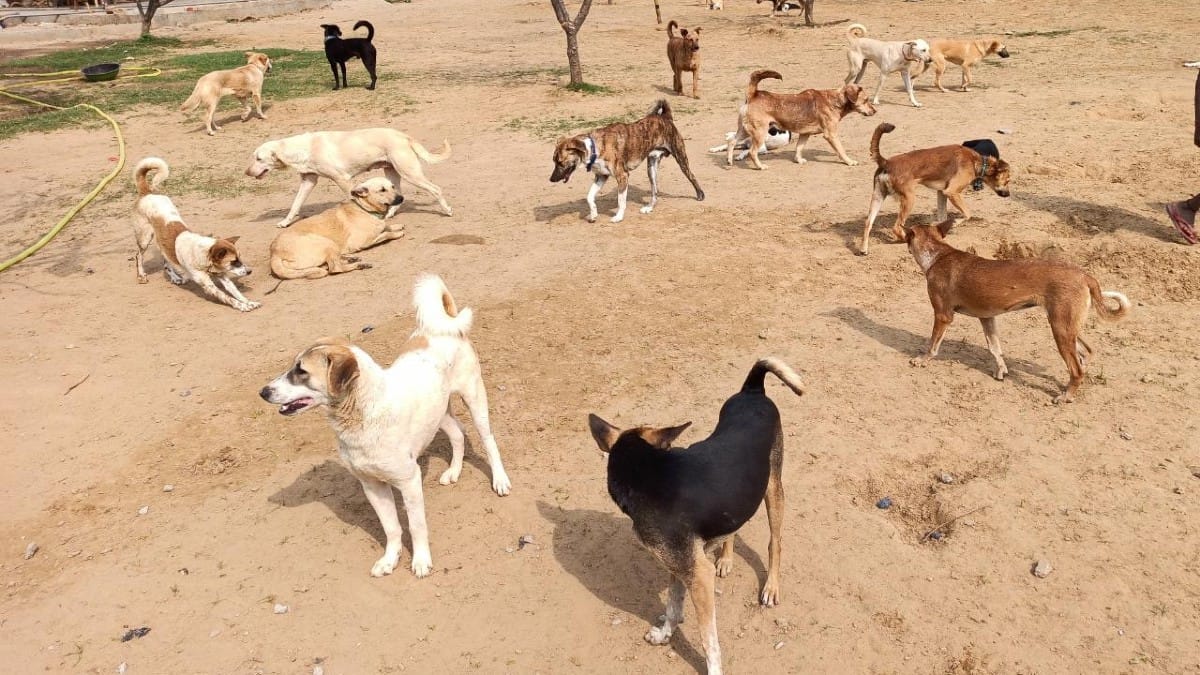 Pet shelters and rescue homes fear food shortage, no medical help ...