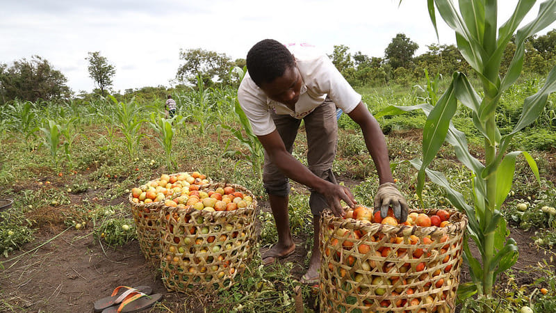 How one-dollar scratch cards are helping farmers plan their future harvest