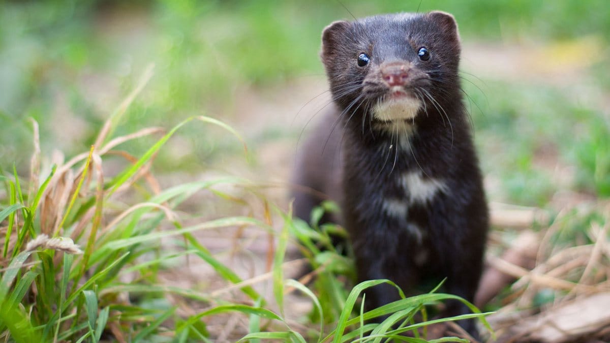 Denmark PM faces political resistance after she says govt plans to cull ...