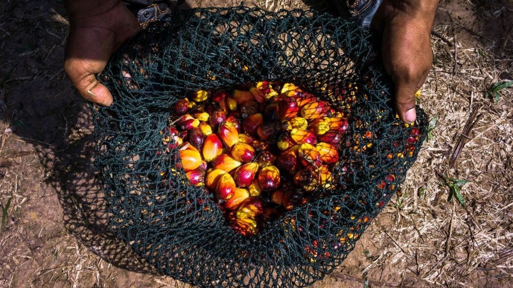To make India 'atmanirbhar' on palm oil, Modi govt approves separate ...