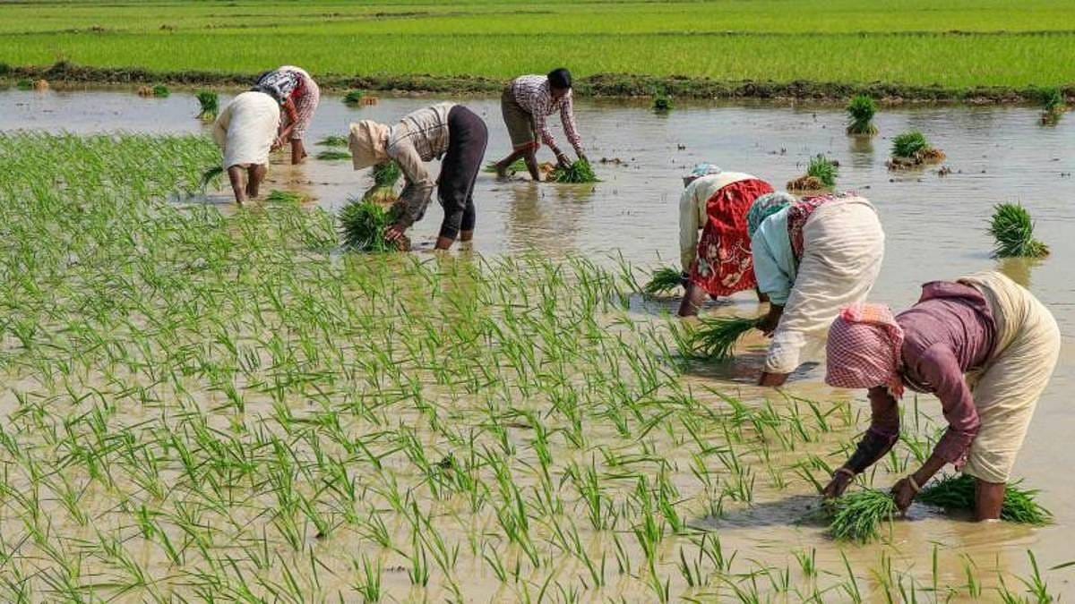 Delhi's paddy area coverage increases by over 979 lakh hectares ...
