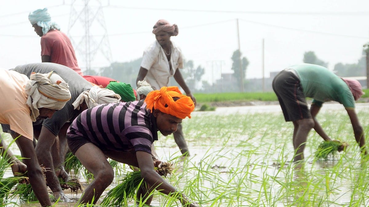 After Haryana, now Punjab records rain damage to paddy. Farmers to ...
