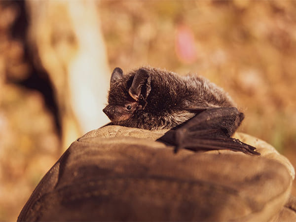 Study reveals how bats communicate and work together for efficient ...