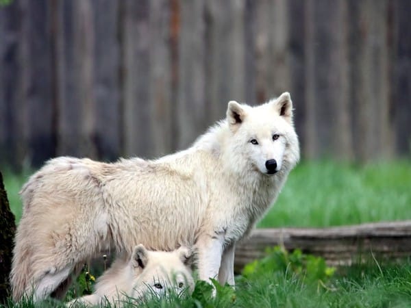 Scientists find that wolves can show attachment toward humans ...