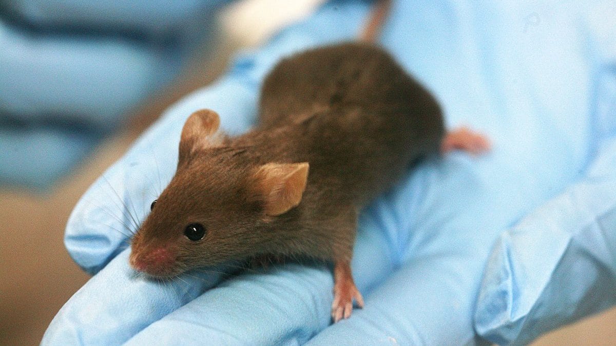 Of mice, and men who stress them out: How scientists' sex can affect ...
