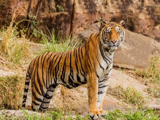 Four tiger cubs released in Bengal safari – ThePrint – ANIFeed