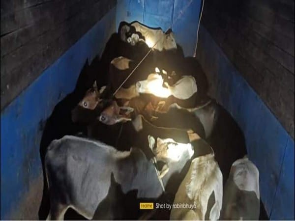 Over 4 dozen cattle seized from smugglers in Assam's Nagaon district ...
