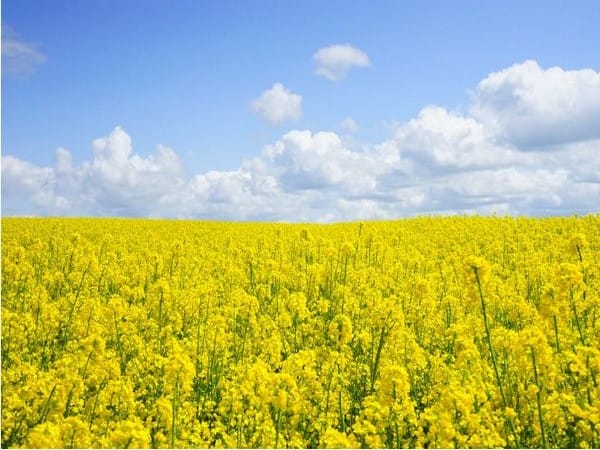 Industry body SEA seeks genetically-modified mustard from Centre for ...