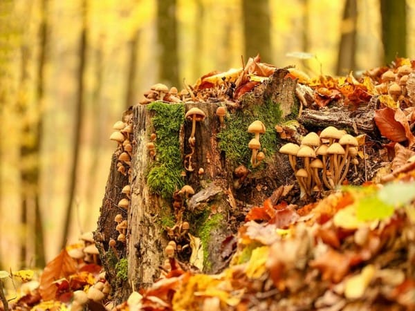 Understanding cryptic role fungi play in ecosystems – ThePrint – ANIFeed