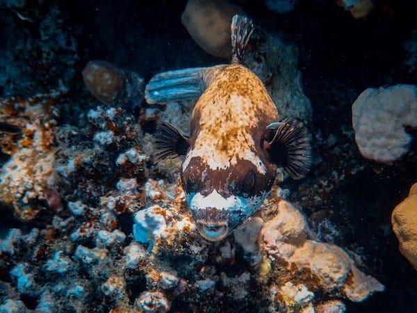 Check out how sea temperatures control distribution of European marine ...
