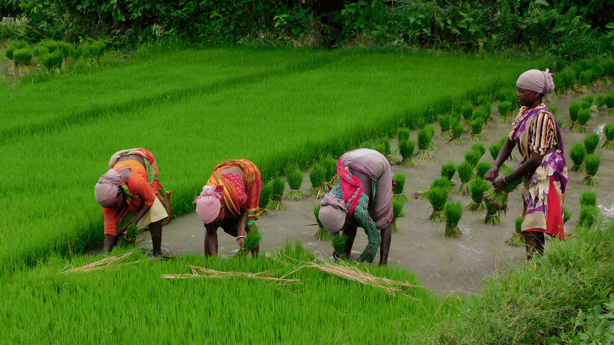'Destructive' or not? Scientist sparks debate over Haryana scheme that ...