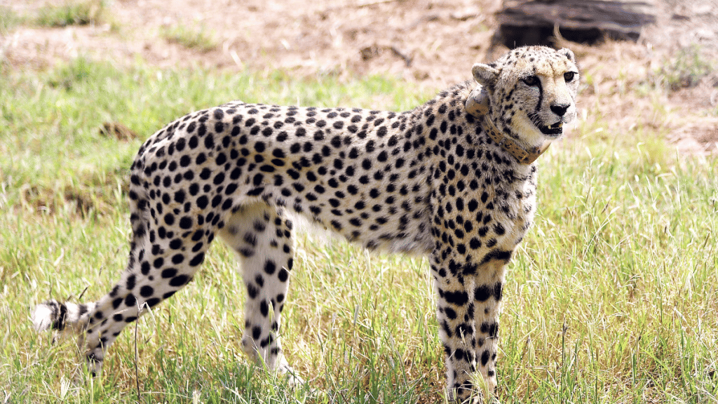 Indian-born cheetah dies in Kuno National Park. Toll 5 in 2026