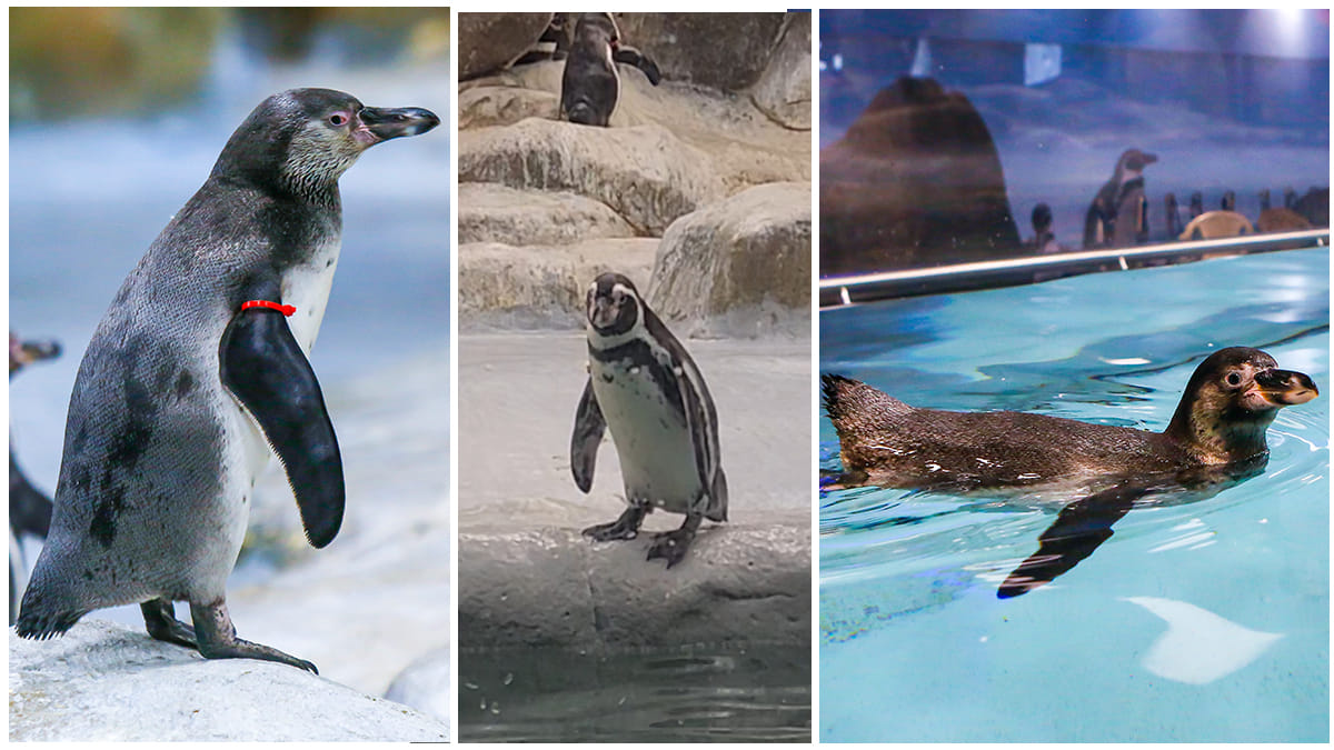 Mumbai zoo made a colony of penguins. Birds ready for exchange, but ...