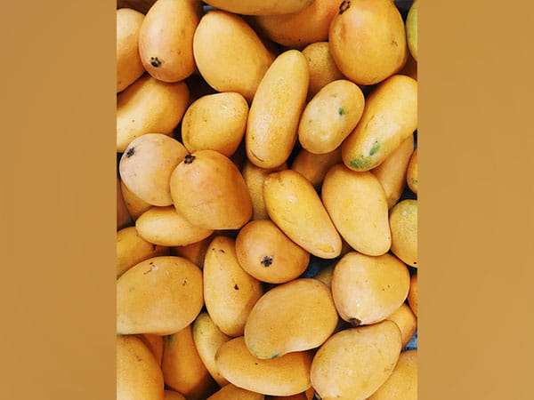 Indian mango exports reach new heights, surging 19 per cent to USA in ...