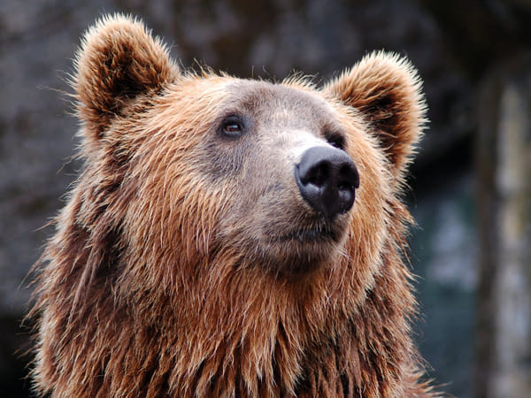 Bear genes exhibit circadian rhythms even when hibernating – ThePrint ...
