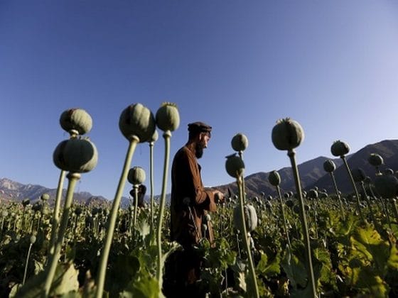 Myanmar becomes world's biggest opium producer, overtakes Afghanistan ...
