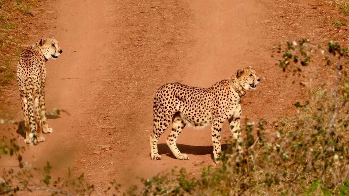 Multiple sightings of cheetah Vayu roaming the streets in MP's Sheopur ...