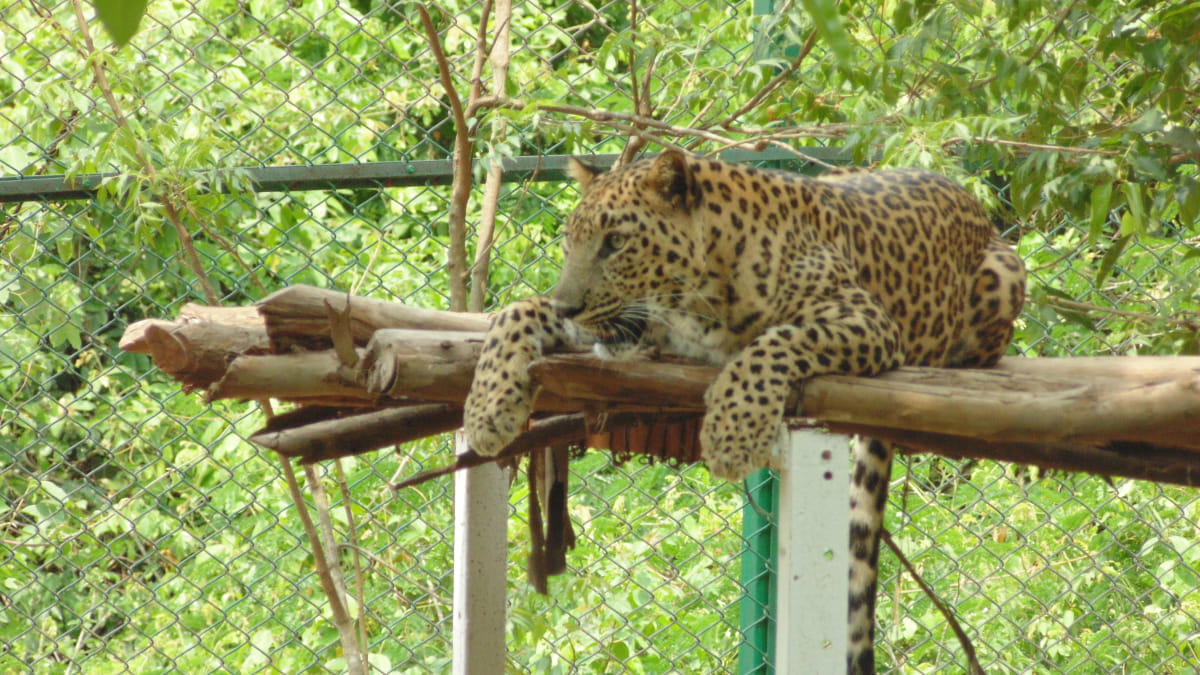 Odisha Nandankanan Zoo set to receive cheetahs, lions & more from Dubai ...