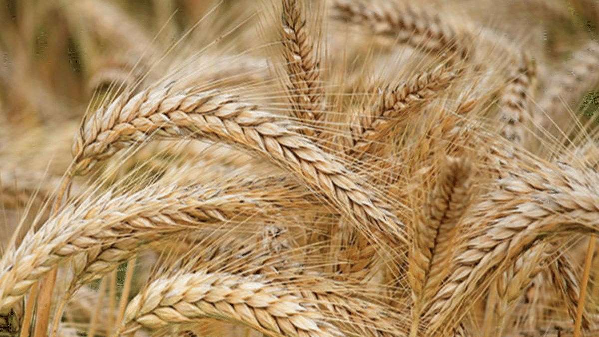 Union govt mandates wheat stock reporting, process to start from April 1