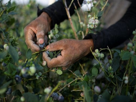 Australian blueberry breaks world record as heaviest ever – ThePrint ...