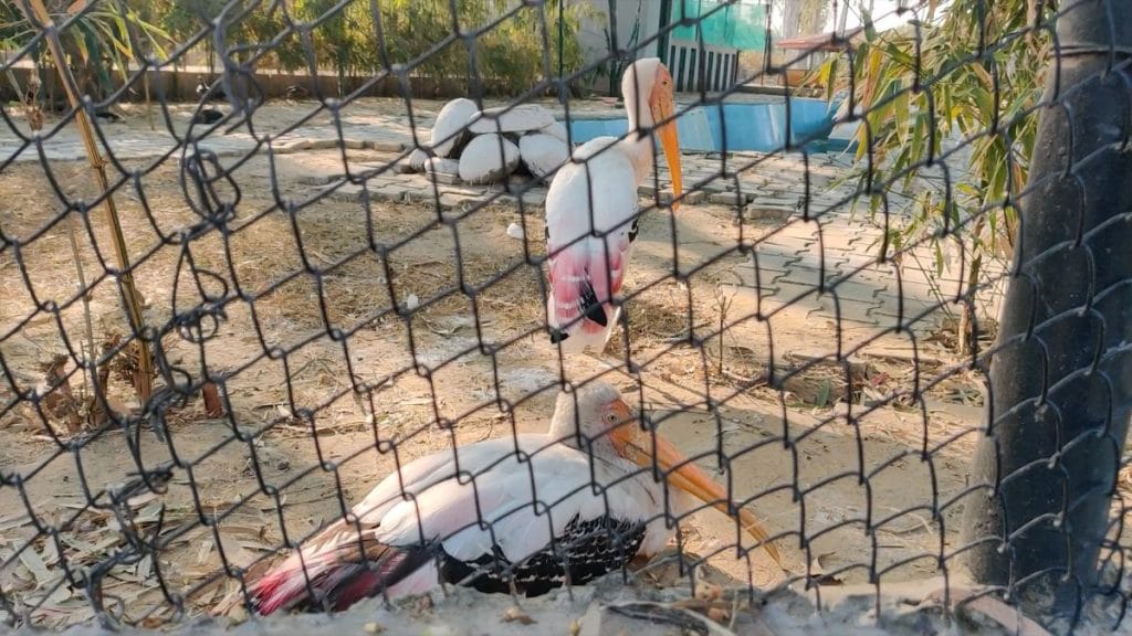 Indian zoos have a numbers problem. Too many animals, not enough vets ...