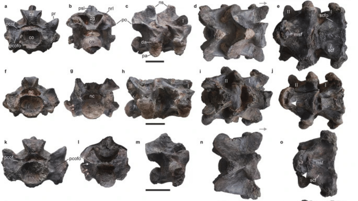 IIT-Roorkee's historic find: Kutch fossil shows 50 ft Vasuki Indicus ...