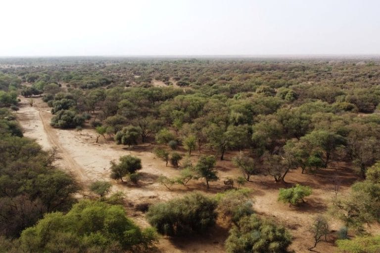 Exclusive-Africa's Great Green Wall to miss 2030 goal says UN ...