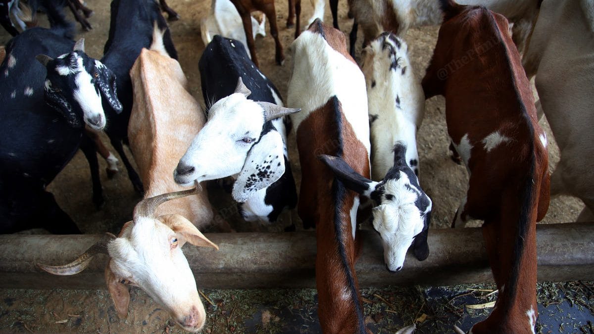 Bakrid sacrifice Is legal, despite what the campaigns say