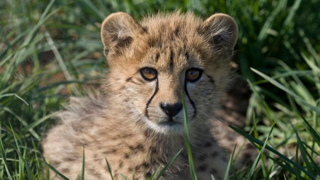 Phase II of India’s Cheetah Project likely to begin by year-end, 12 to ...
