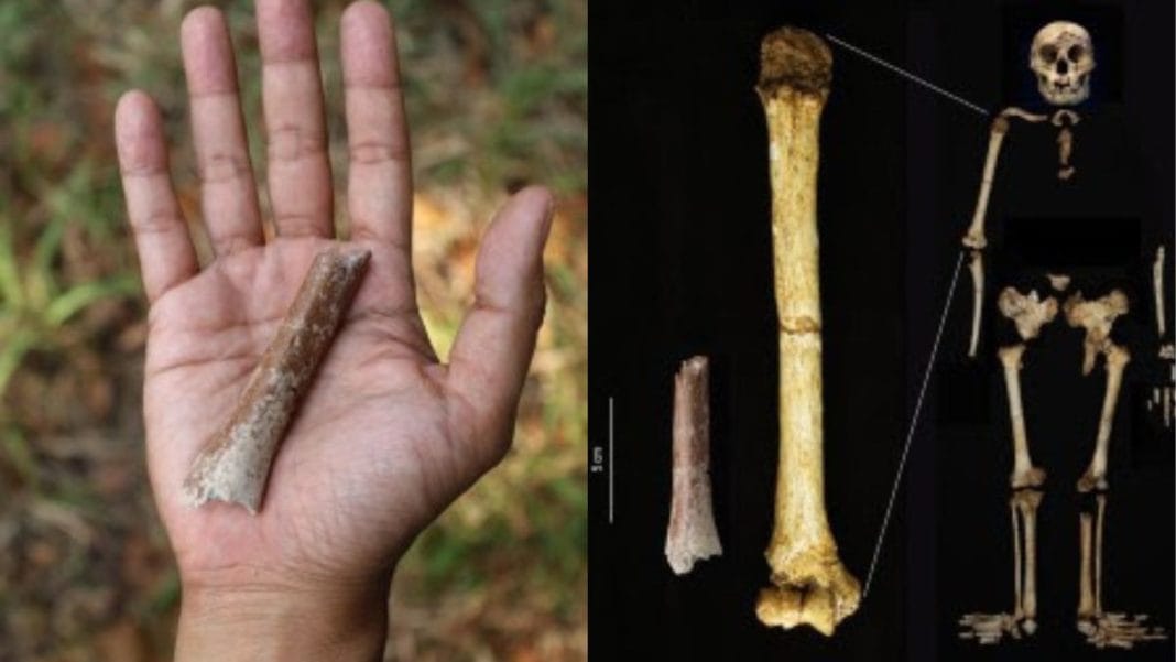 Tinier arm shows scientists where early humans’ ‘Hobbit’ cousins came ...