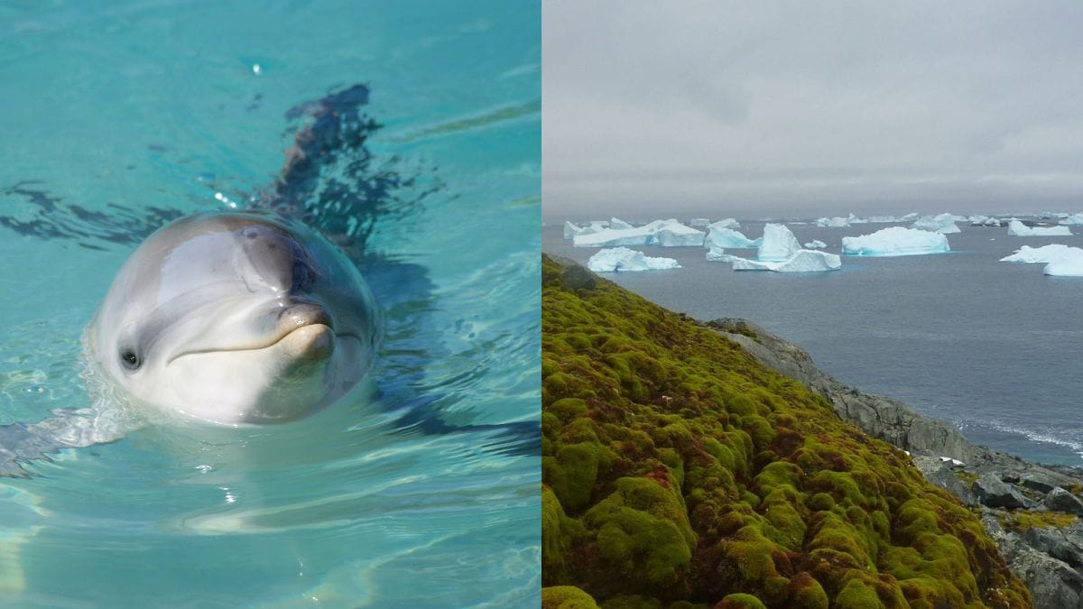 Dolphins smile at each other during social play & Antarctica is ...