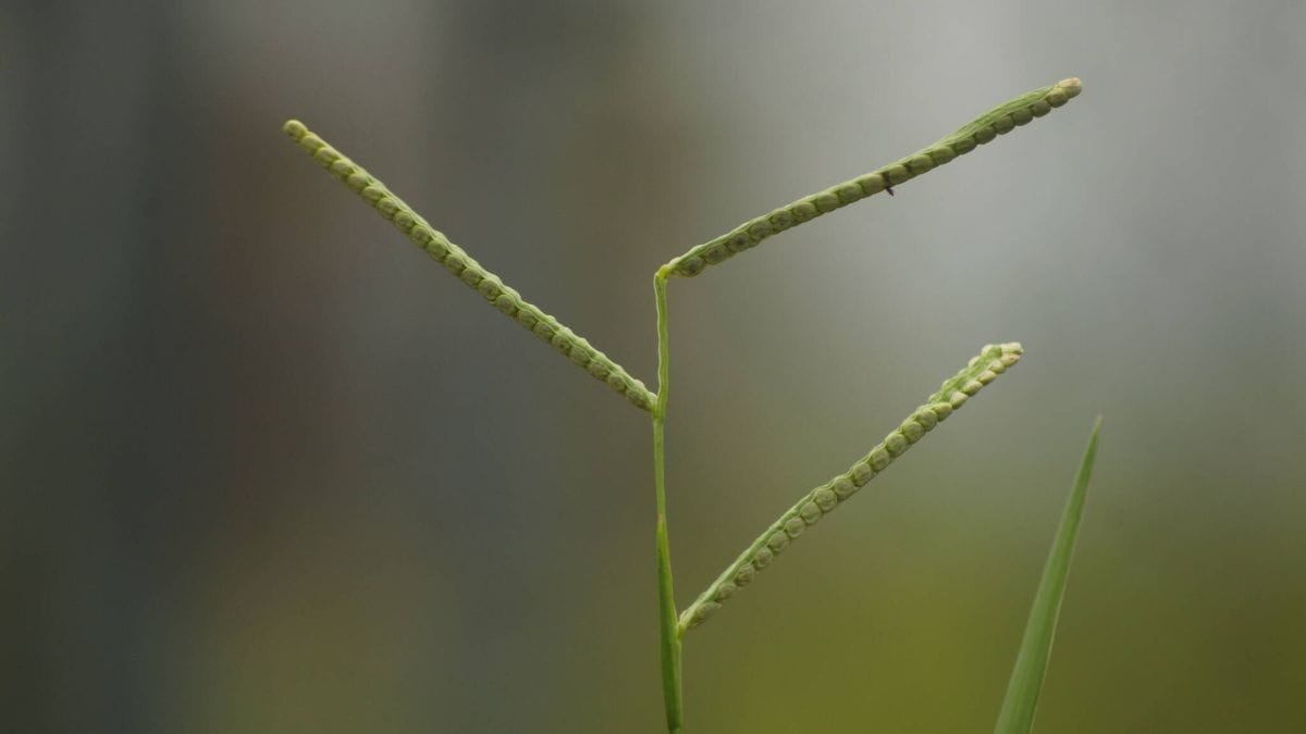 Bandhavgarh elephants might have eaten fungus-infected millets. How ...