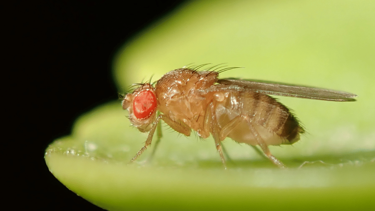How the humble fruit fly transformed research on genes, tissue, disease ...