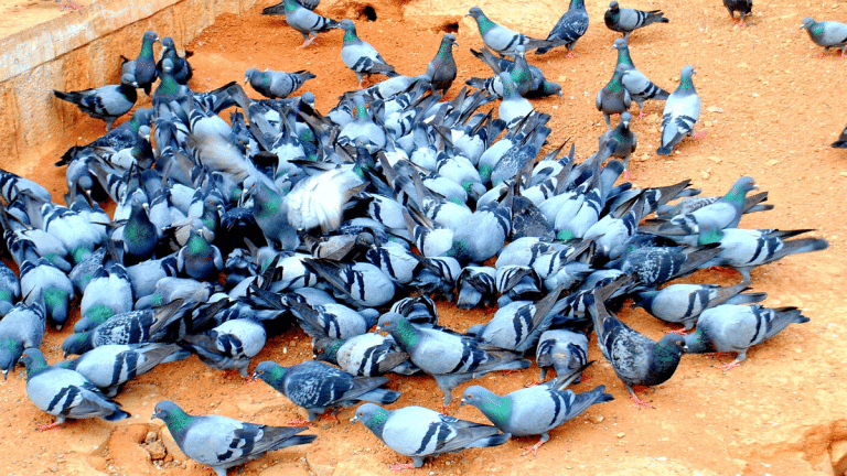 Pigeons are not the problem. Our bajra charity is – ThePrint – Select