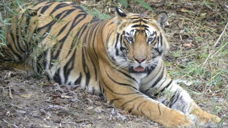 MP govt plans a Rs 300 crore zoo-cum-safari in CM Mohan Yadav's home ...