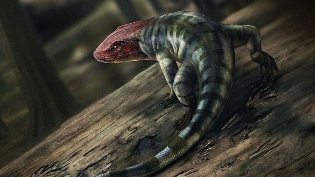 Discovery of ancient ‘reptile’ claw fossils kicks evolution’s timeline ...