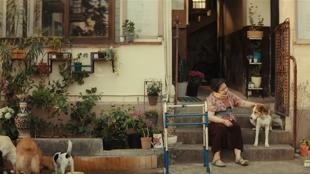 General Insurance Council uses a talking dog to appeal to viewers. It works