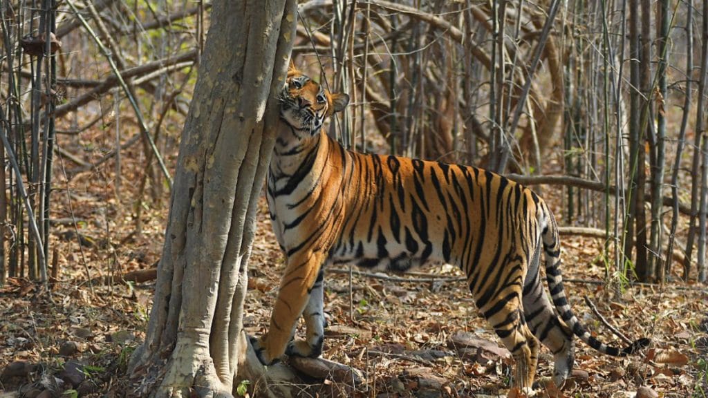 11 killed in tiger attacks in May in Maharashtra's Chandrapur as humans ...