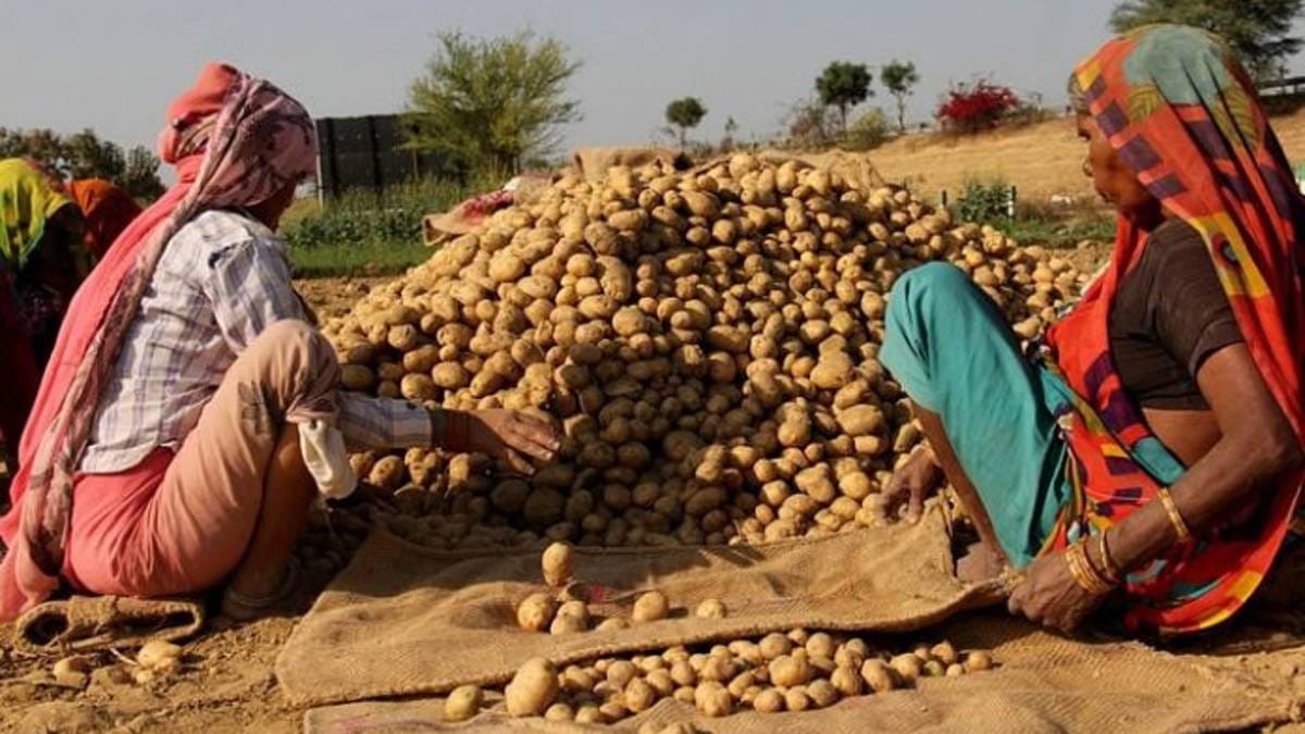 Peru’s iron-rich, biofortified potato being developed for India, to ...