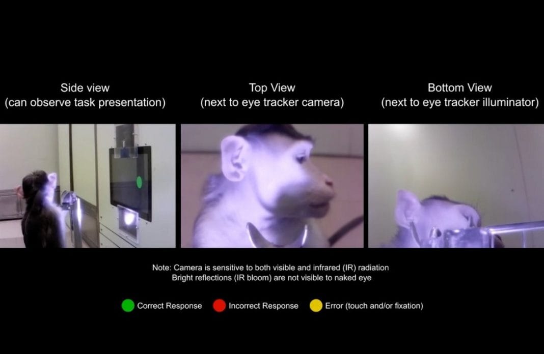 Can monkeys teach robots? Bengaluru’s CynLr & IISc bet on it