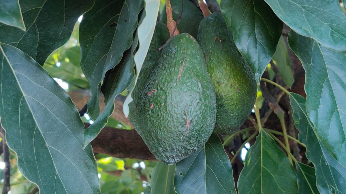 Get ready for India's first big fat creamy avocado crop in December