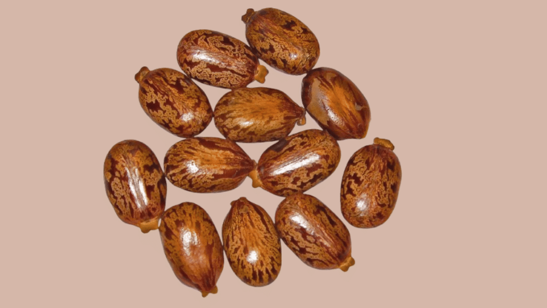 What is ricin & what makes it so deadly