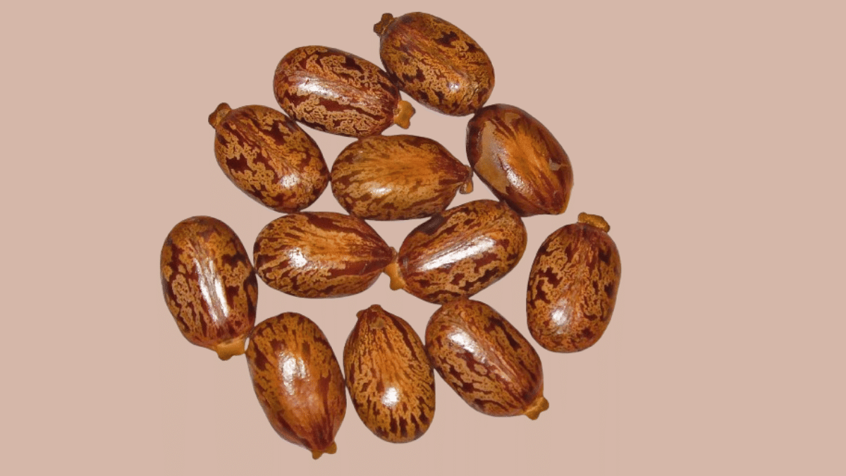 What is ricin & what makes it so deadly