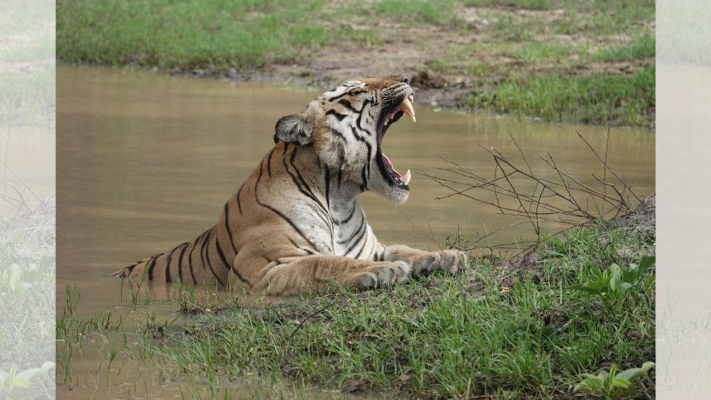 Bandipur & Nagarhole: Fatal tiger attacks lead to safari halt