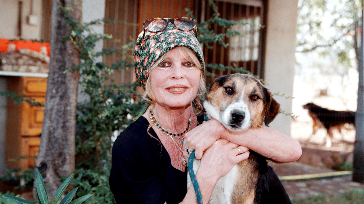 Brigitte Bardot, the sex symbol who later dedicated her life to animal ...
