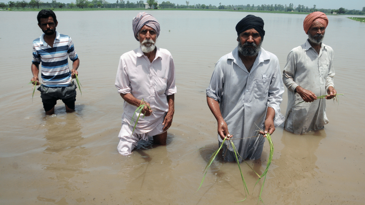 Punjab sees lowest paddy yield in decade despite record cultivation