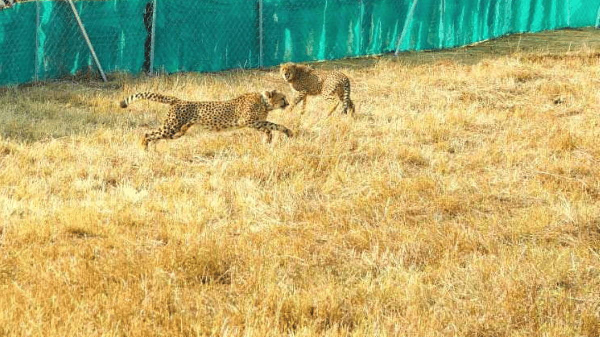 2 Kuno cheetah cubs dead in 3 days—one 'separated from family', other ...