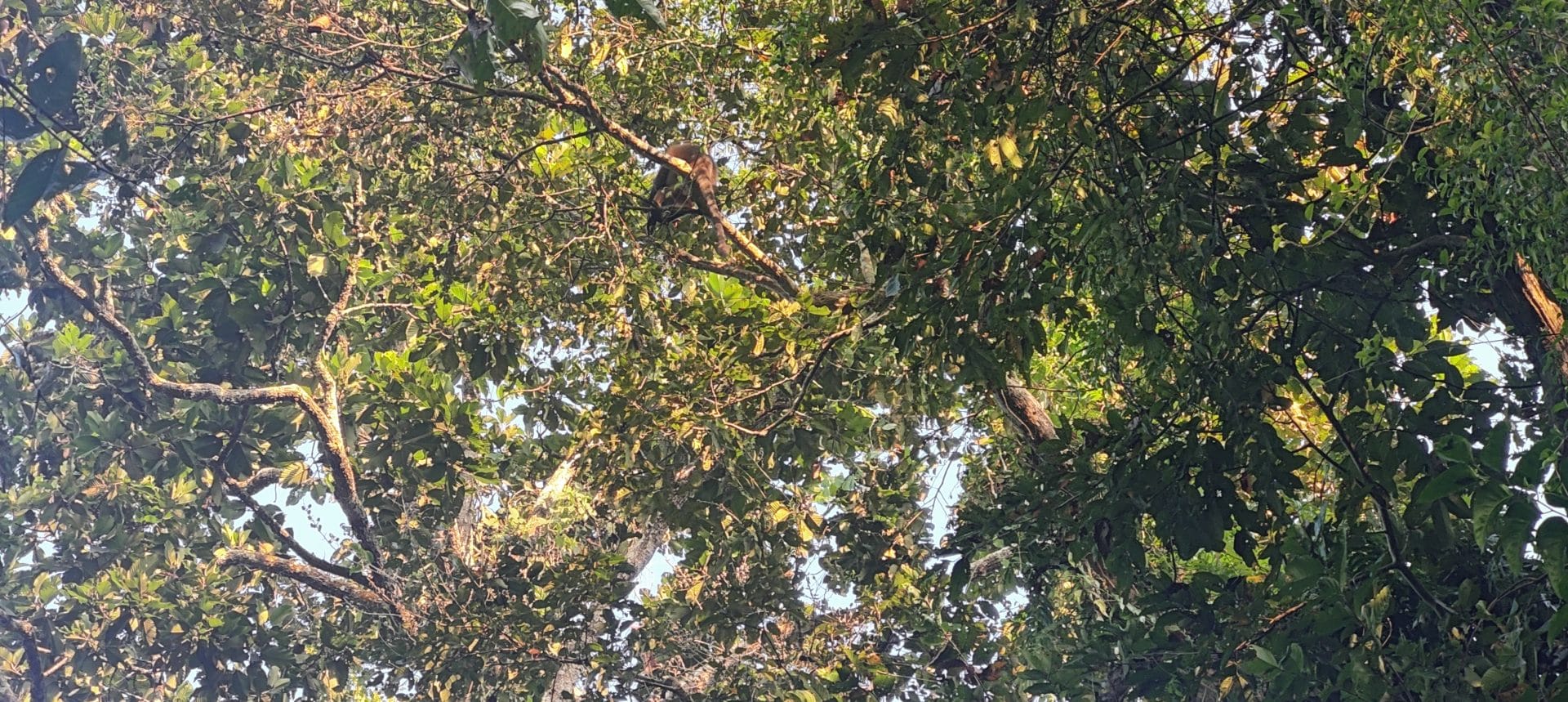 Hoolock gibbons are facing extinction and being counted now