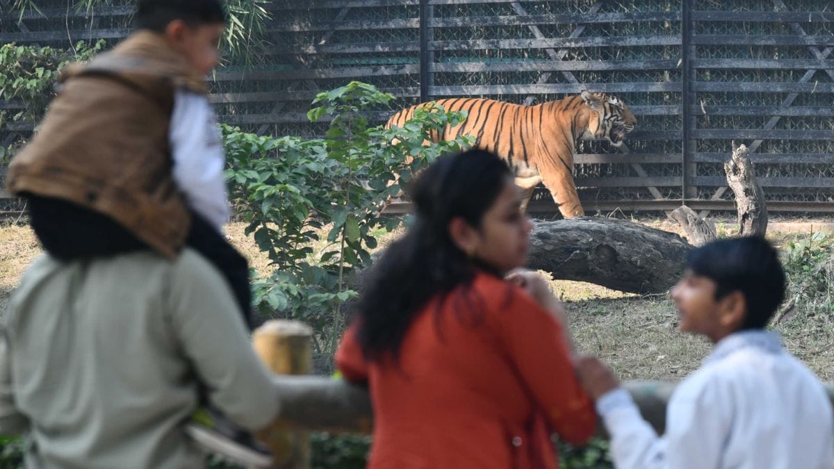 Has Delhi Zoo lost purpose? A Jackal's death in model facility